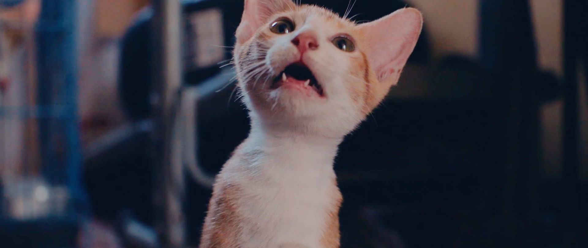 Cat Video Fest 2025 Tickets & Showtimes | Reel Cinemas Quinton Quinton